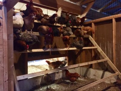 Basic Chicken Coop Design - Backyard Poultry